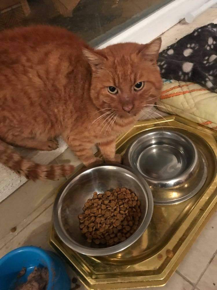 Rijko