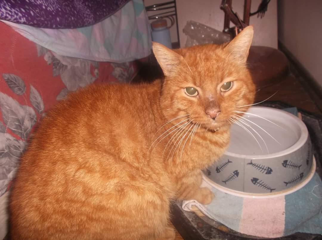 Rijko