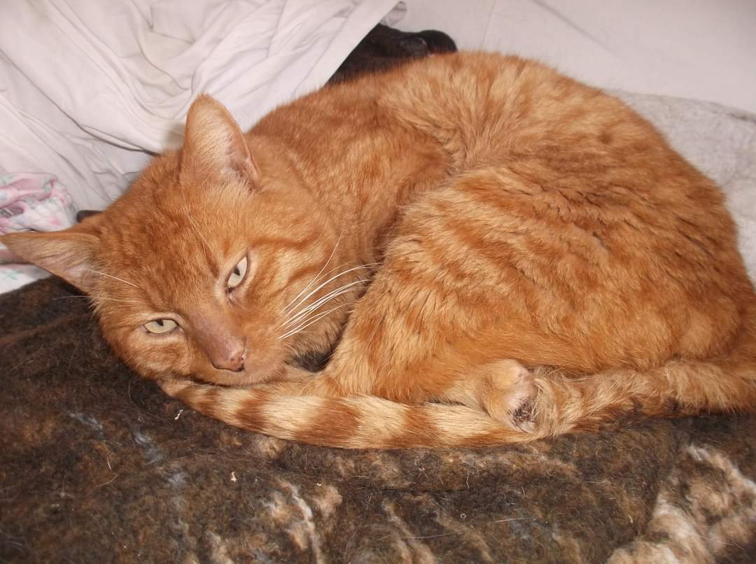 Rijko